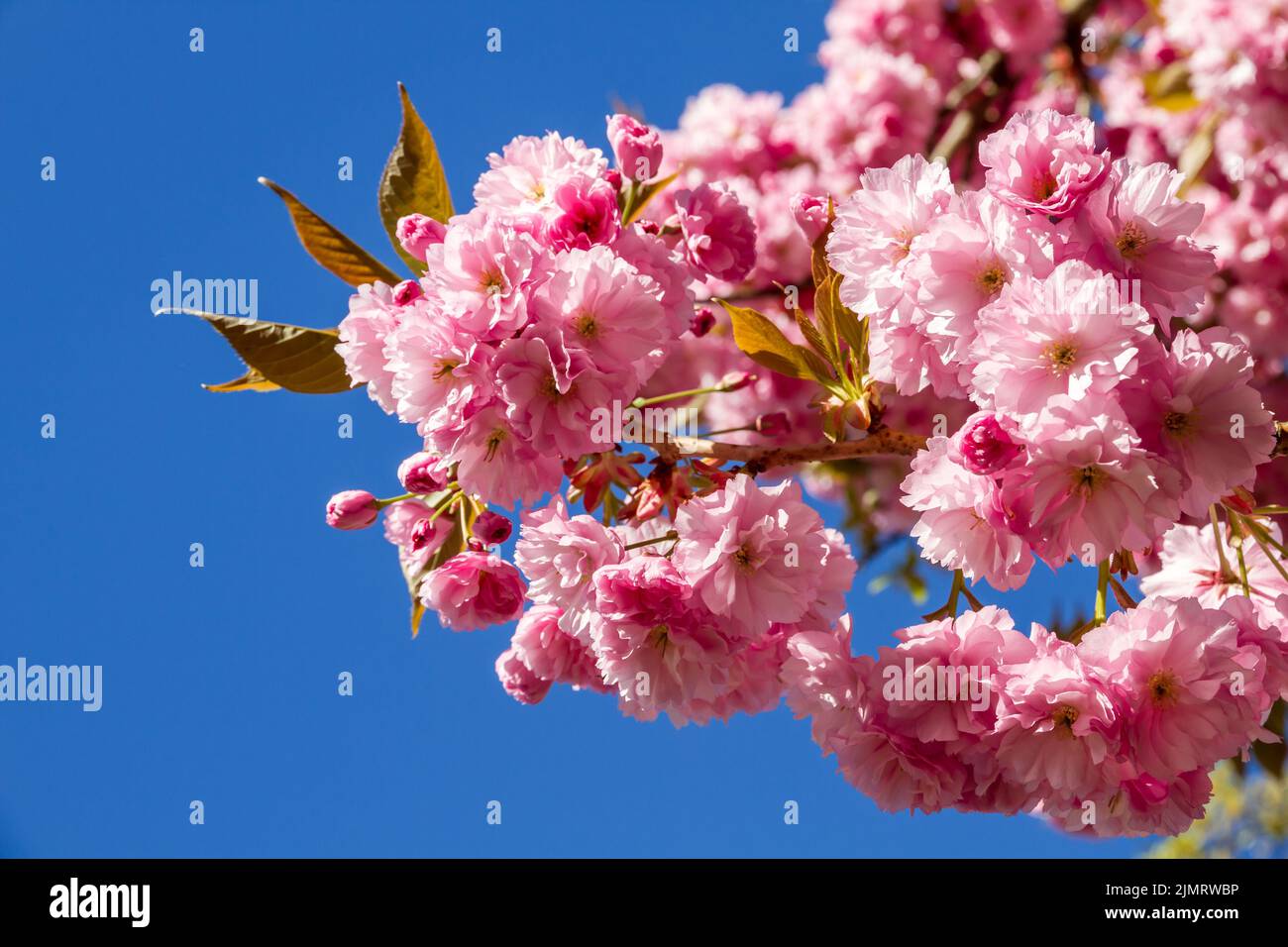 Japanese cherry blossom in spring. Closeup view Stock Photo - Alamy