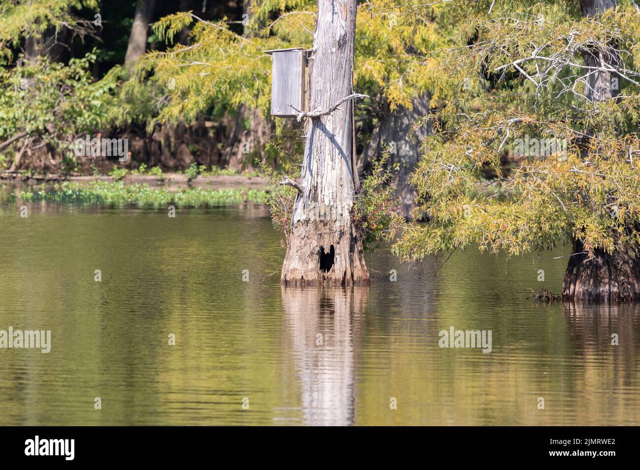 Wooden wood duck (Aix sponsa) nesting box on a tree above a natural ...