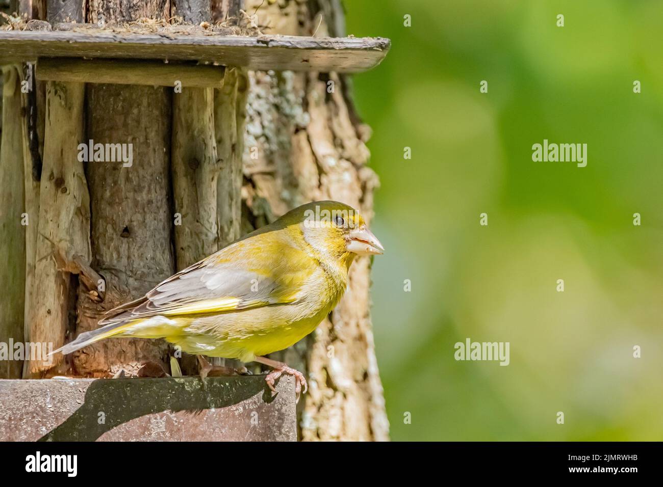 Kra ftiger schnabel hi-res stock photography and images - Alamy
