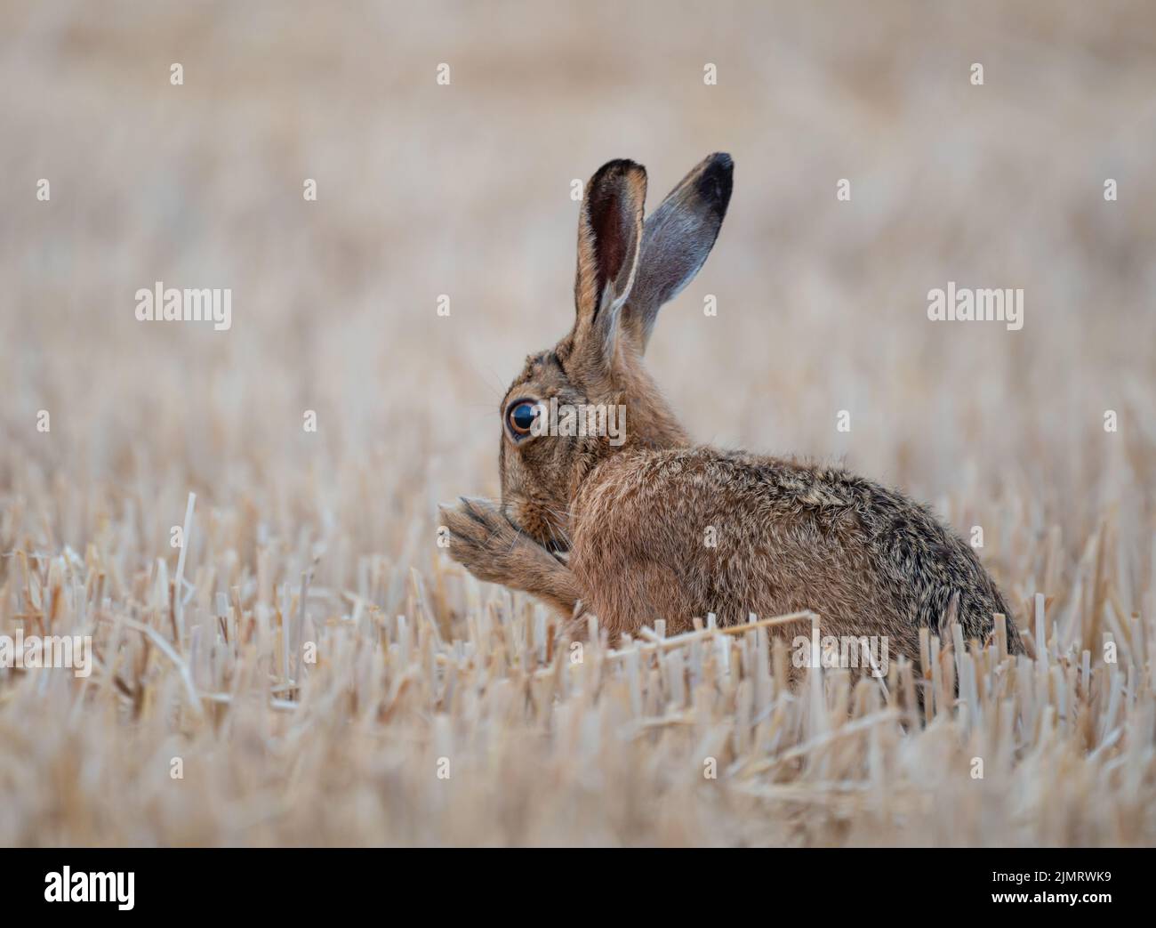 A Brown Hare(Lepus europaeus) sat in a Norfolk stubble field busy ...