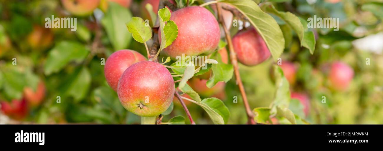 Autumn day. Rural garden. In the frame ripe red apples on a tree. It's ...
