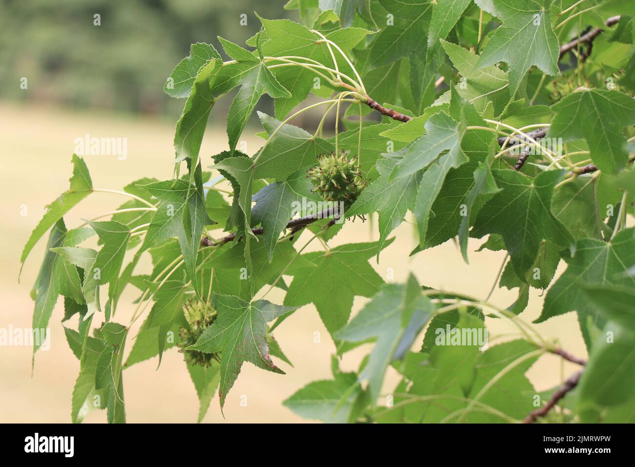 Branches of American sweetgum or Liquidambar styraciflua tree Stock ...