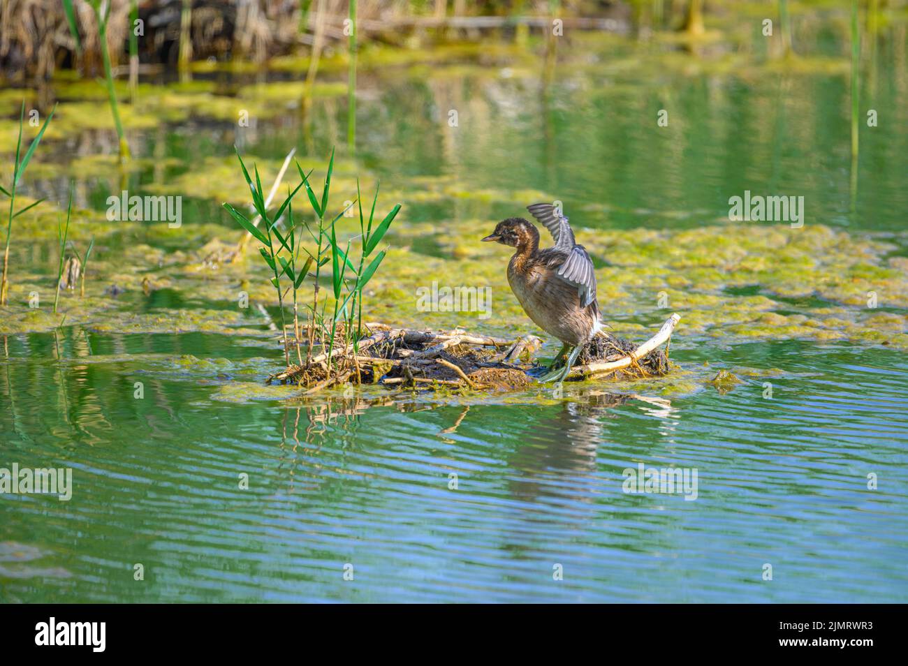 Little Grebe Tachybaptus ruficollis standing and stretching its wings ...