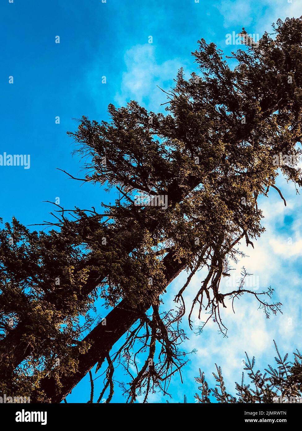 Sequoia leaves hi-res stock photography and images - Alamy