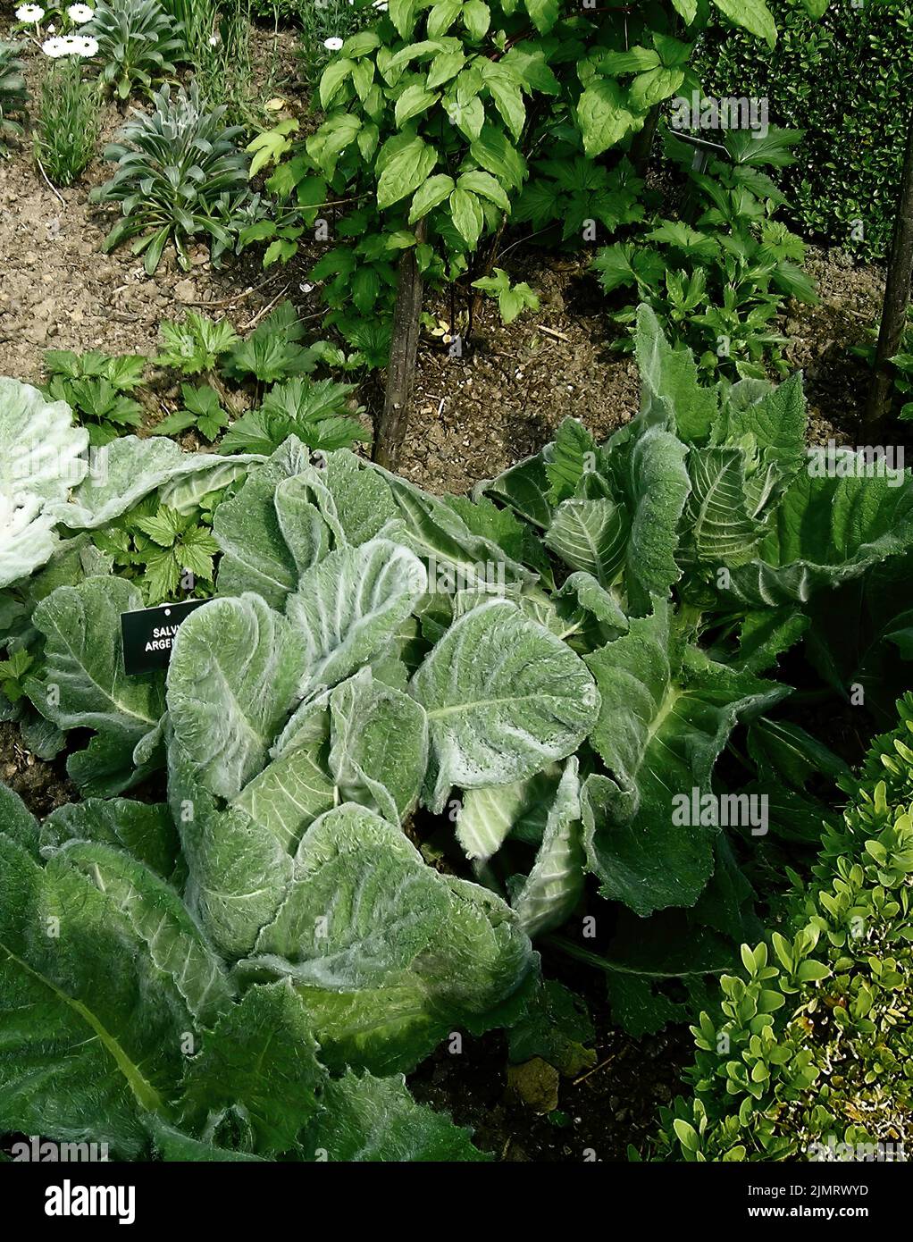The Elizabethan tower at Sissinghurst in summer, one of the most famous ...