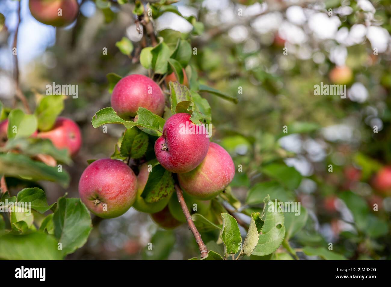 Autumn day. Rural garden. In the frame ripe red apples on a tree. It's ...