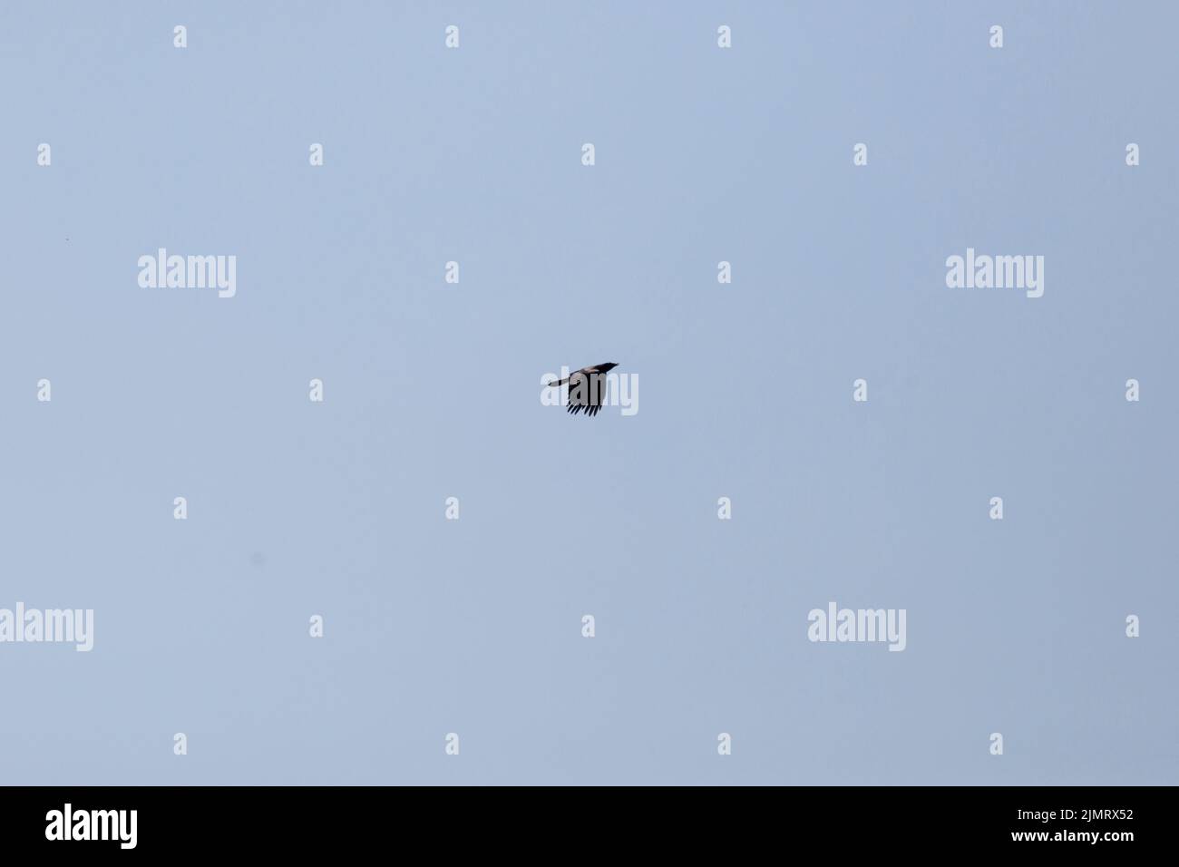 Fish crow (Corvus ossifragus) in flight through a light blue sky Stock ...