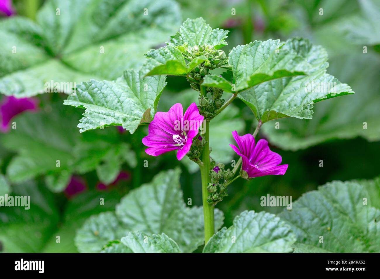 Buds and blooming flowers of Malva Sylvestris Stock Photo - Alamy
