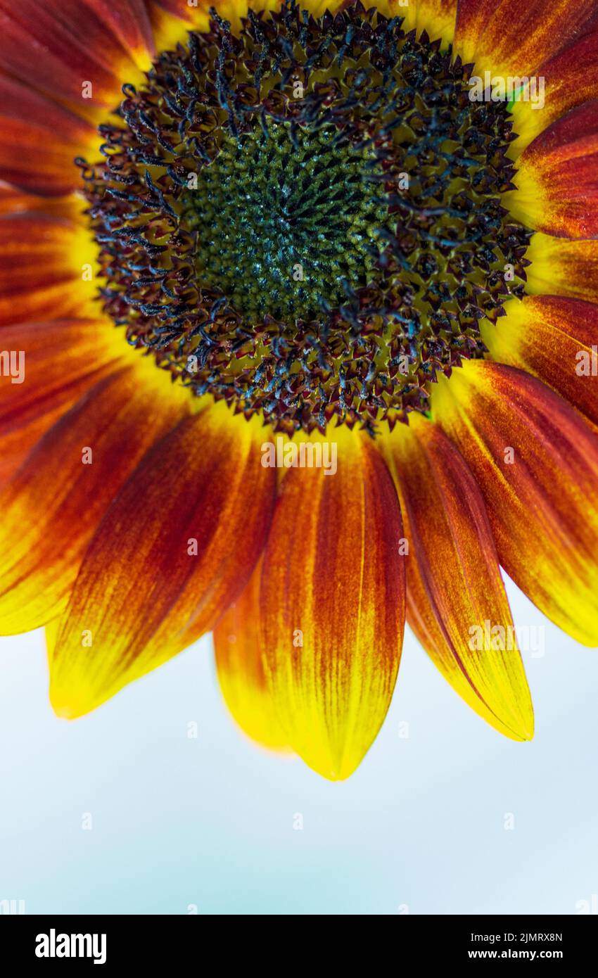 This macro shot of a common sunflower (Helianthus annuus) shows the ...