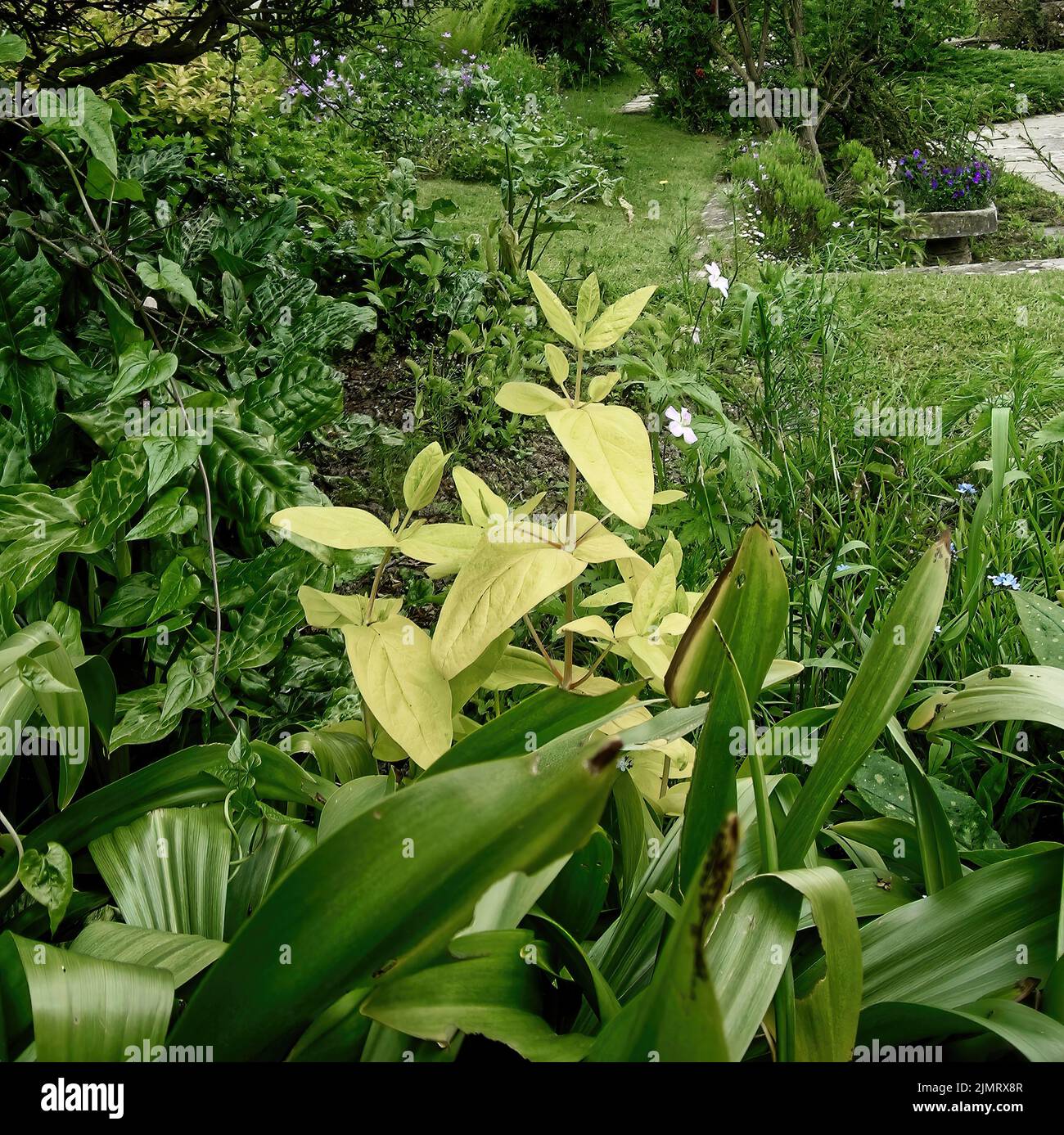 Great Dixter is a house and gardens in Northiam, East Sussex, England ...