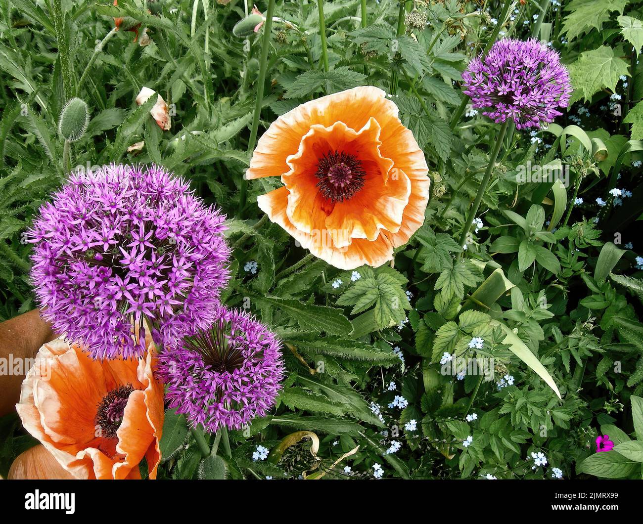 Great Dixter is a house and gardens in Northiam, East Sussex, England ...