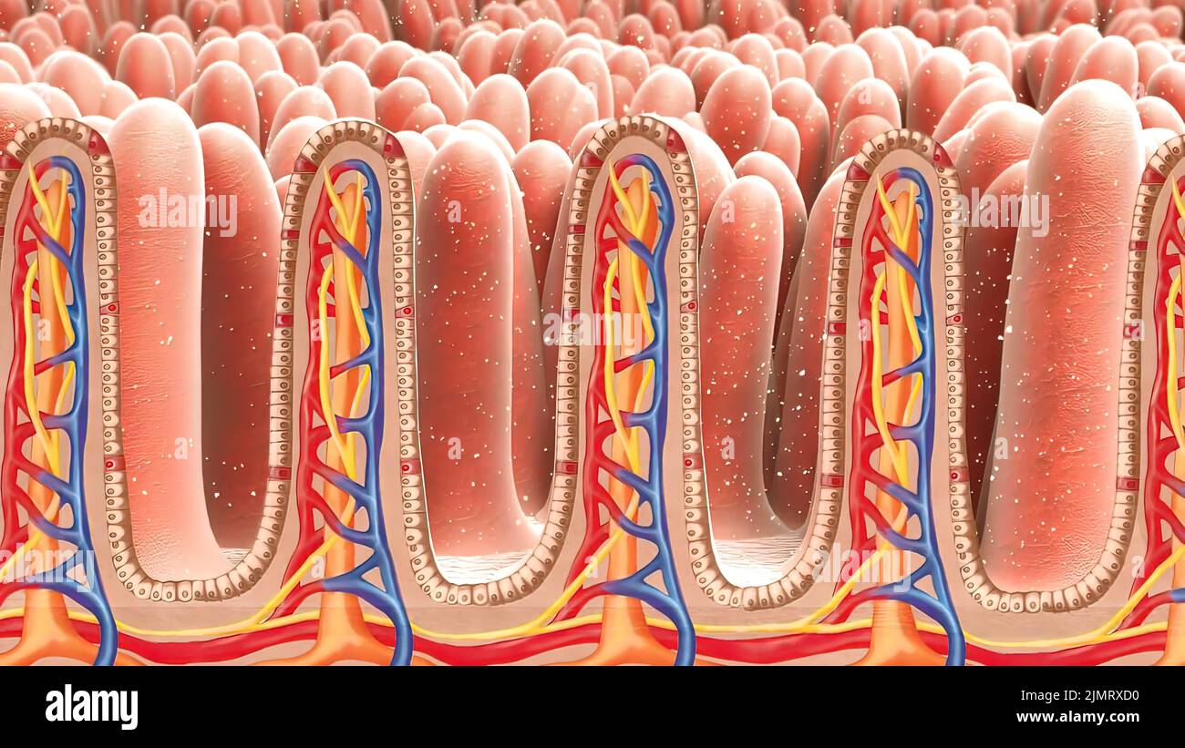 Inside body hi-res stock photography and images - Alamy