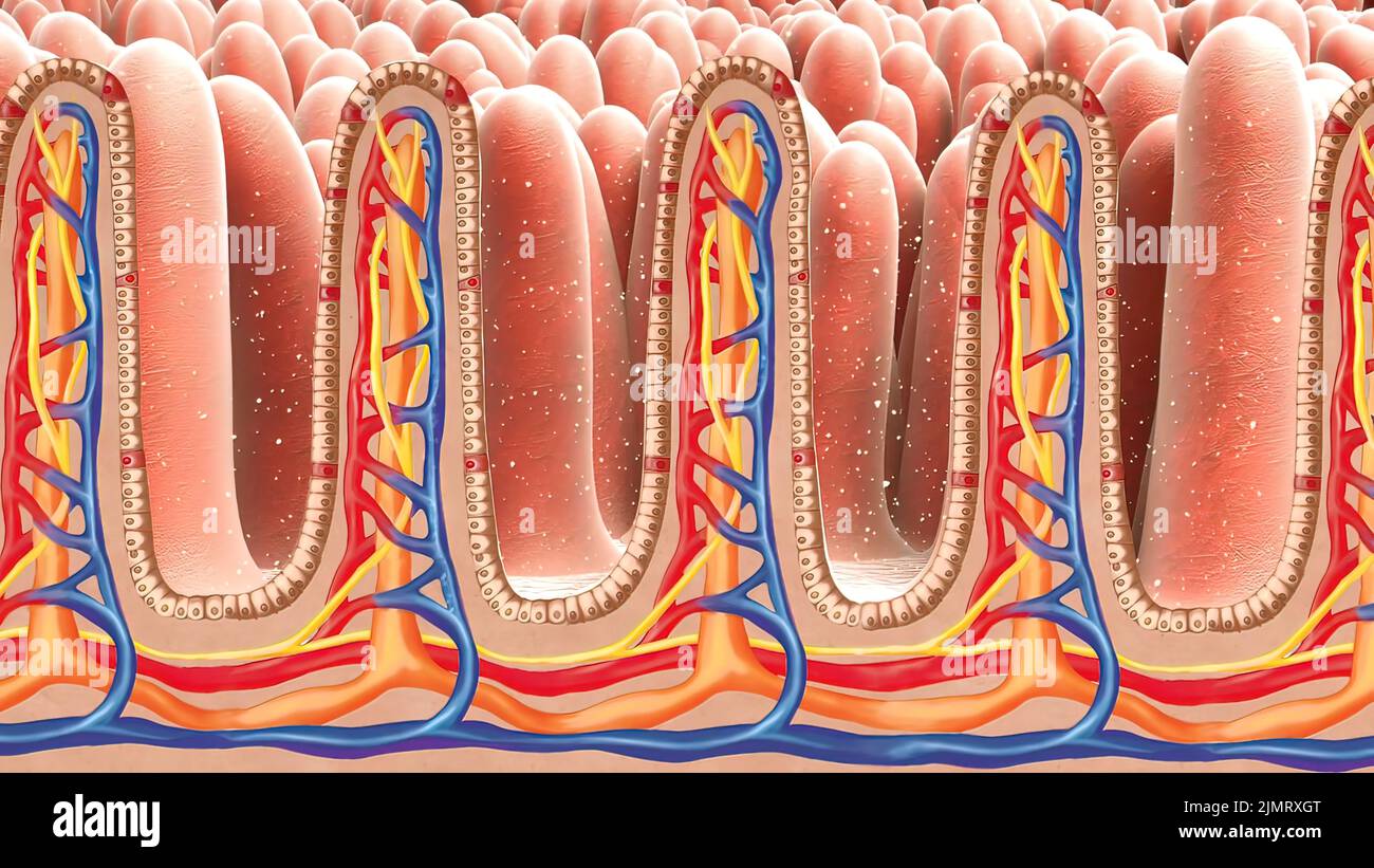 Good bacteria and digestion hi-res stock photography and images - Alamy
