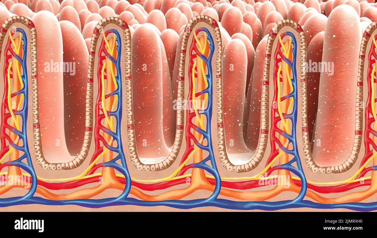 Body bacteria hi-res stock photography and images - Alamy