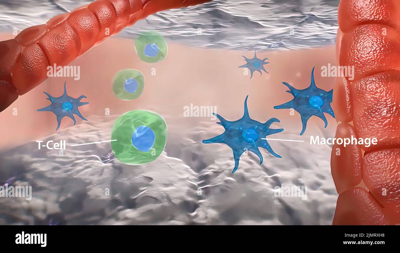 T cell receptor structure hi-res stock photography and images - Alamy