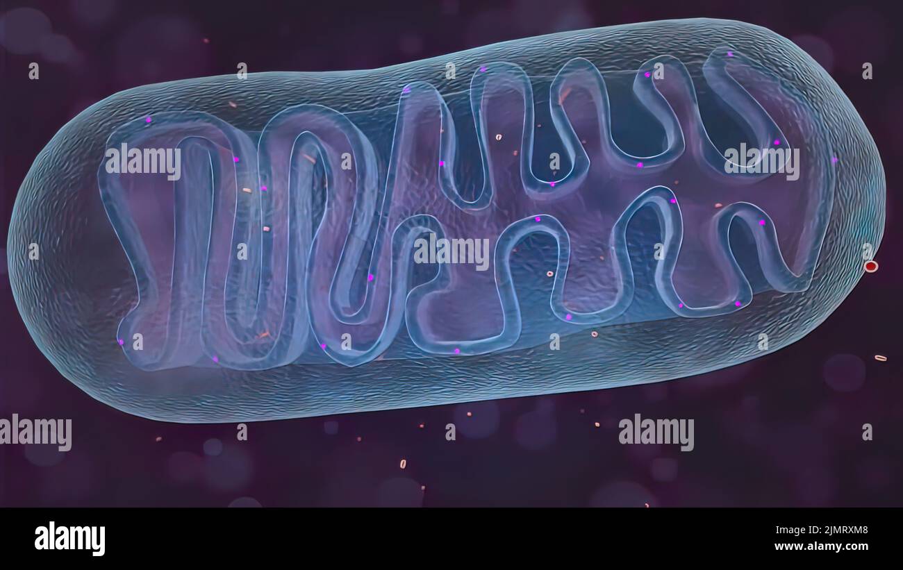 Fat cell magnification hi-res stock photography and images - Alamy