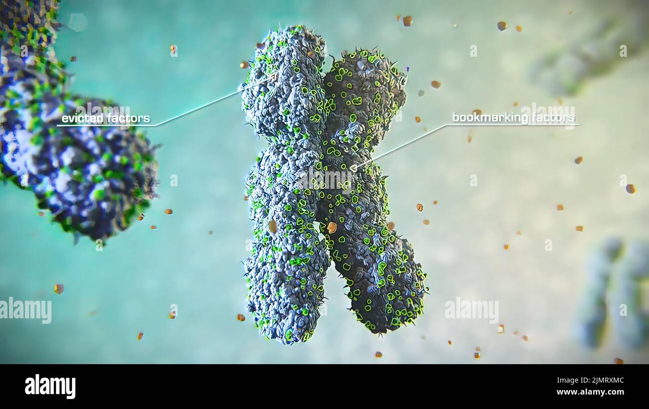 Cellular mitosis hi-res stock photography and images - Alamy