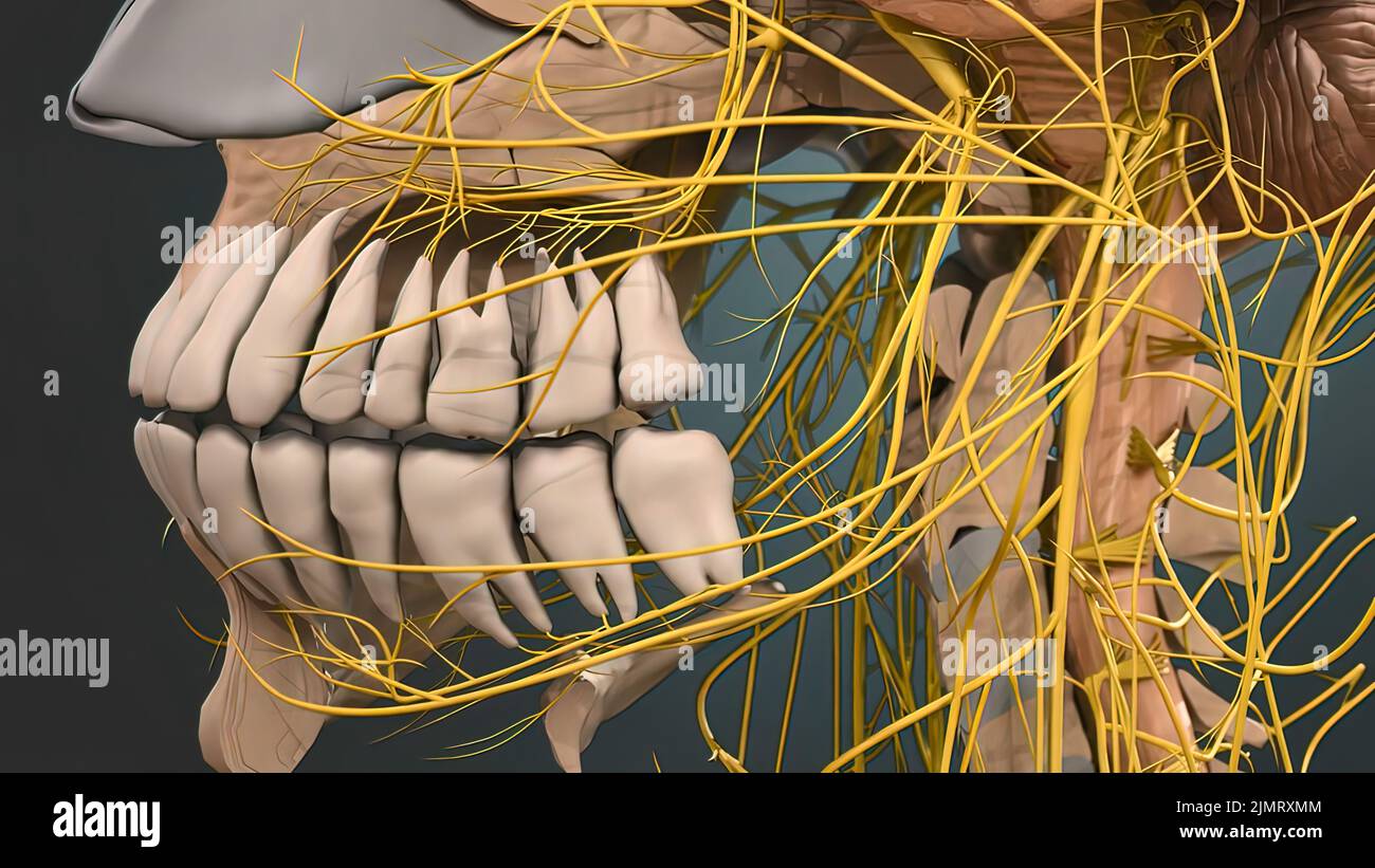 Human head with brain activity hi-res stock photography and images - Alamy