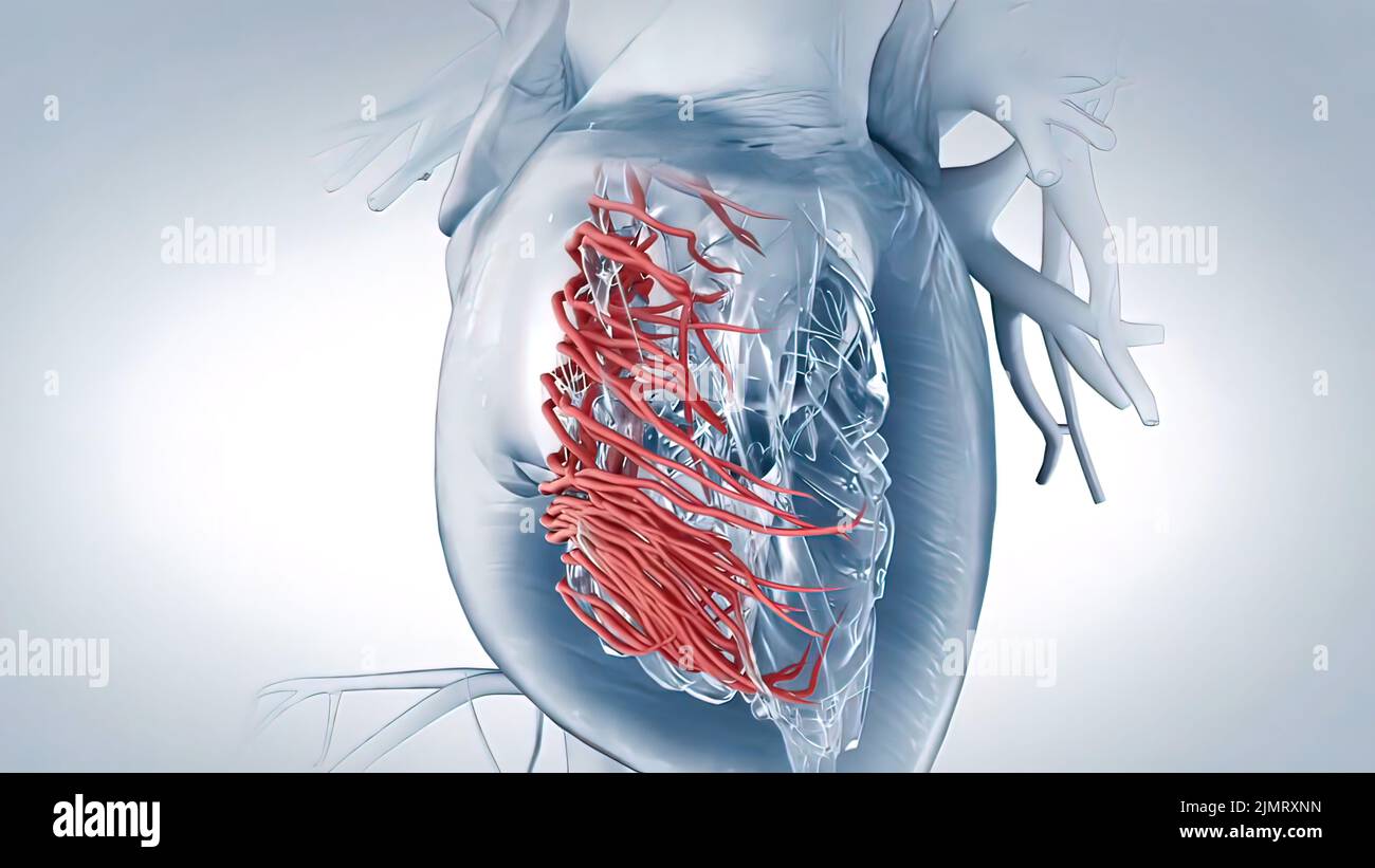 Evolution of the heart hi-res stock photography and images - Alamy