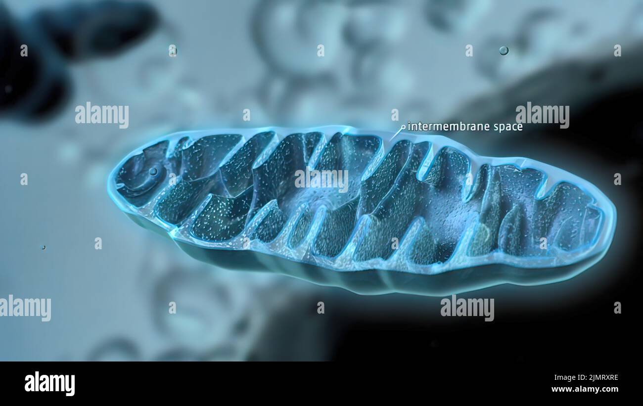 Dna organization hi-res stock photography and images - Alamy