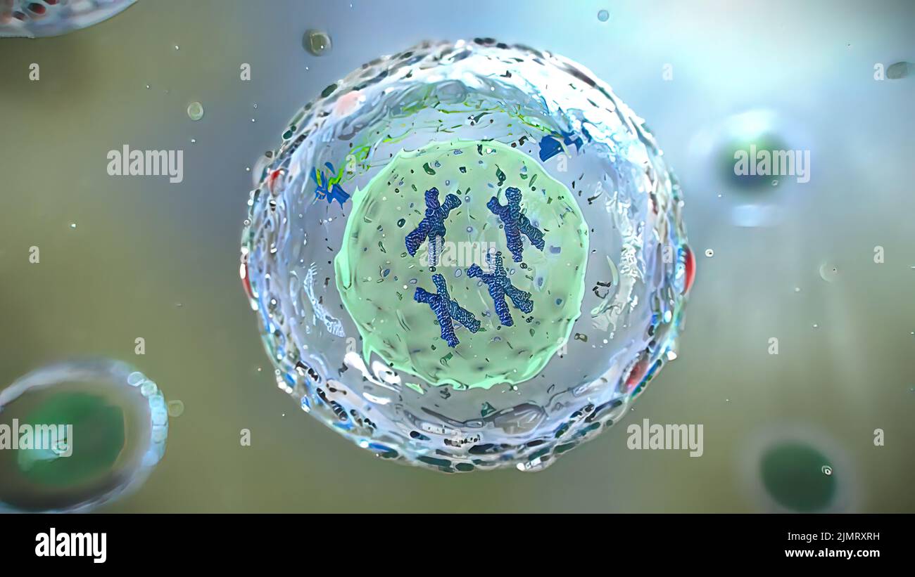 Nucleus cell interphase hi-res stock photography and images - Alamy
