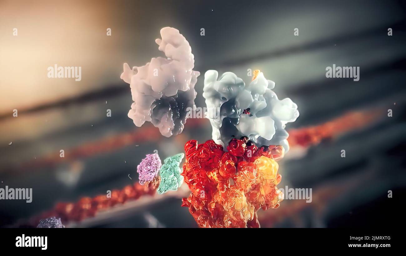 Axon muscle hi-res stock photography and images - Alamy