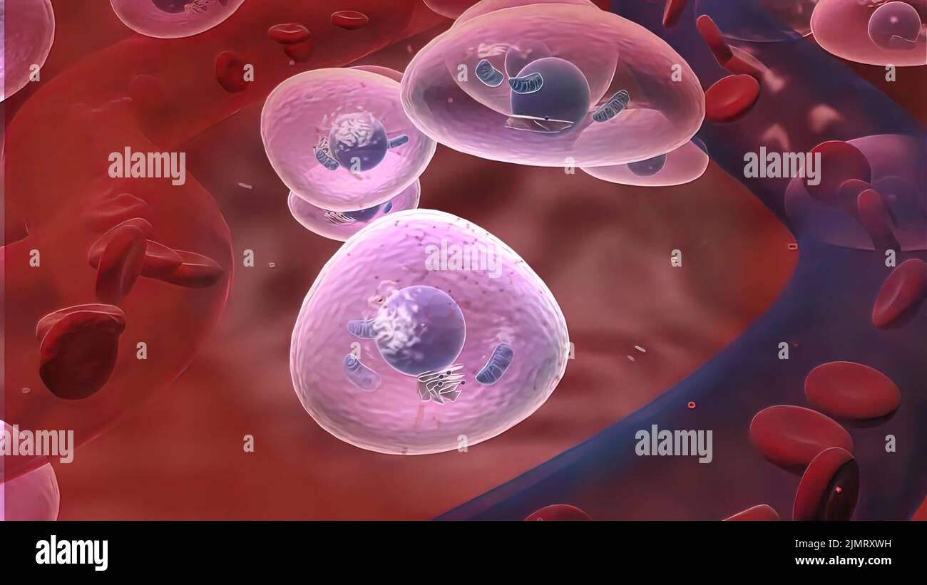 Macrophage response hi-res stock photography and images - Alamy