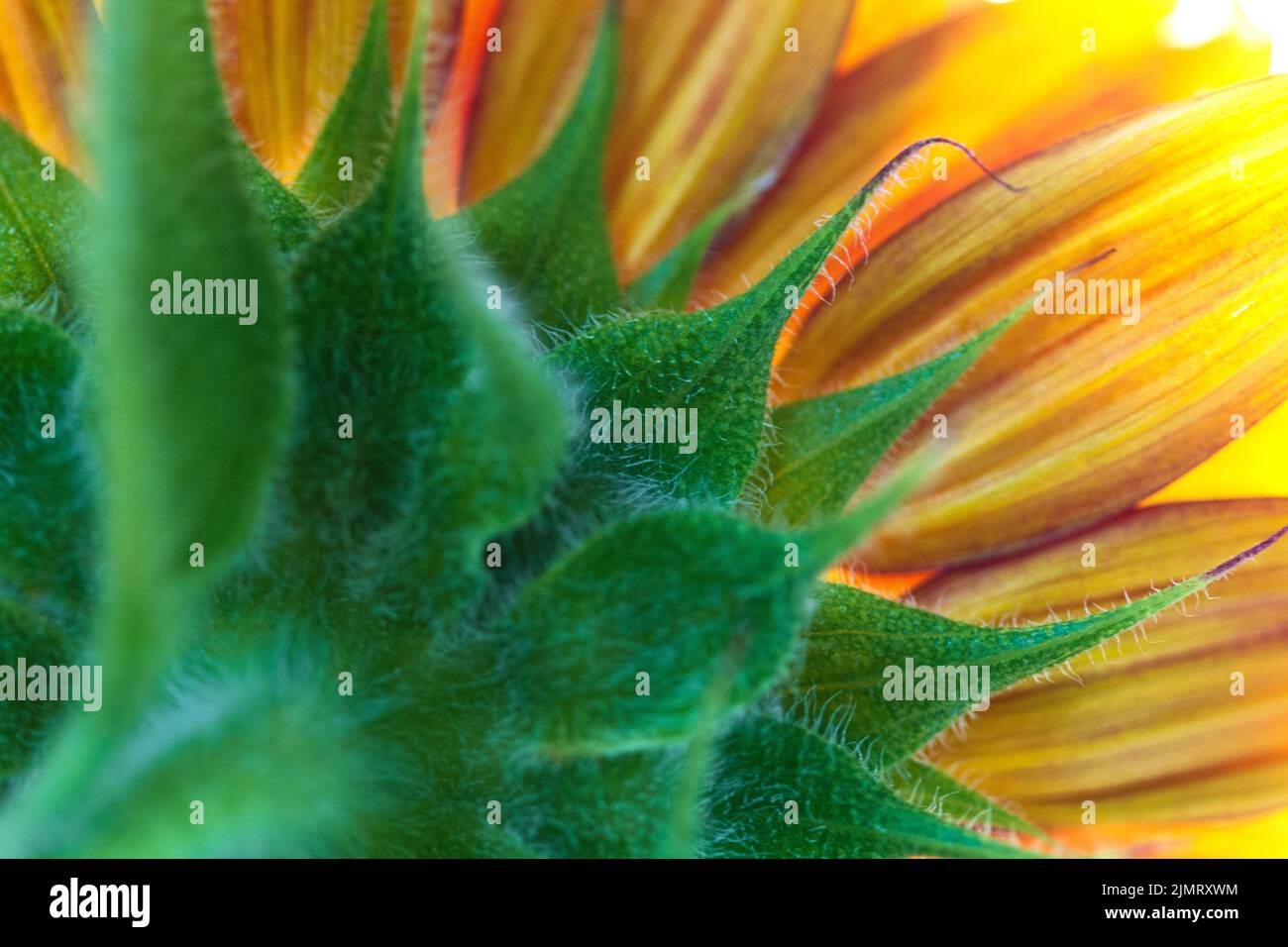 Ray annuals hi-res stock photography and images - Alamy