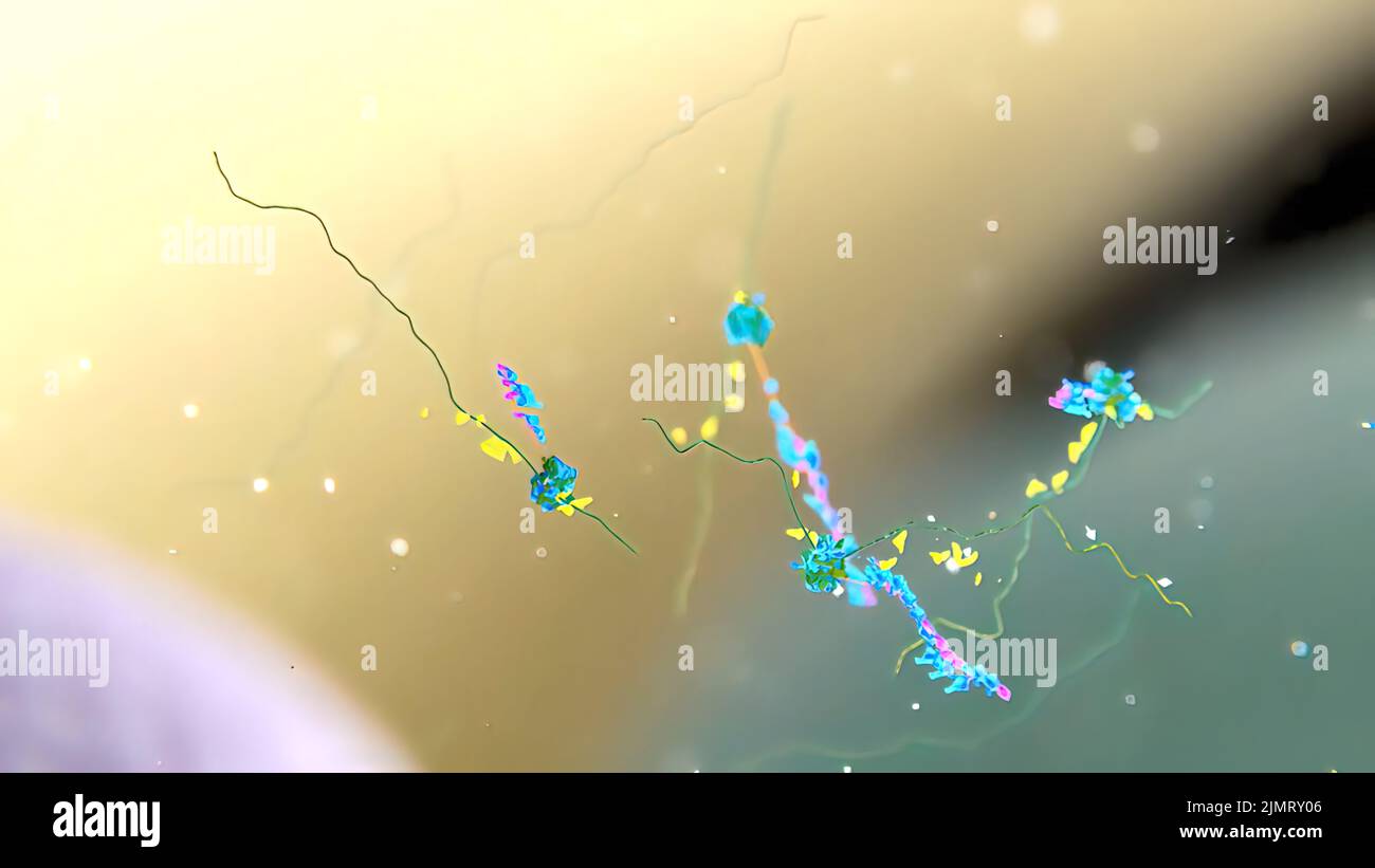 Replication process hi-res stock photography and images - Alamy