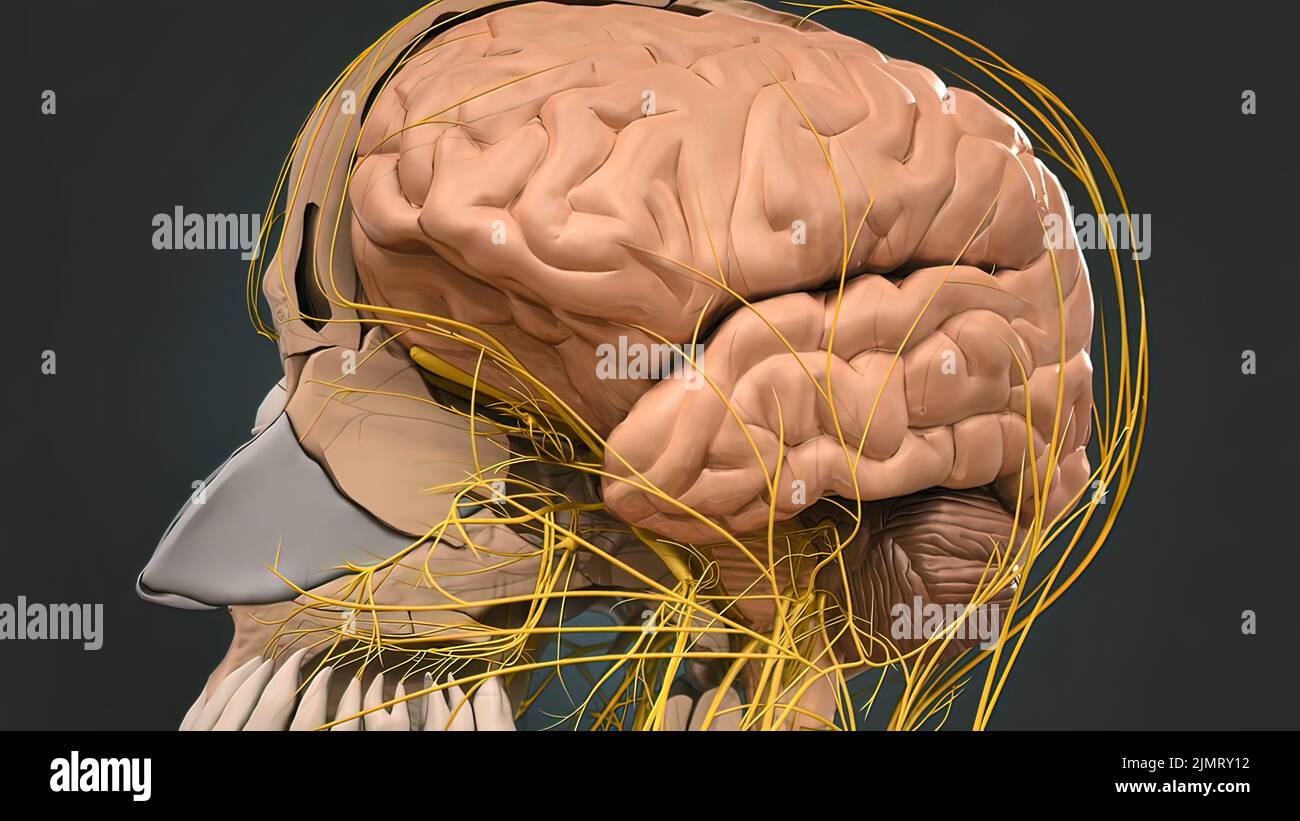 Abstract human brain connections hi-res stock photography and images ...