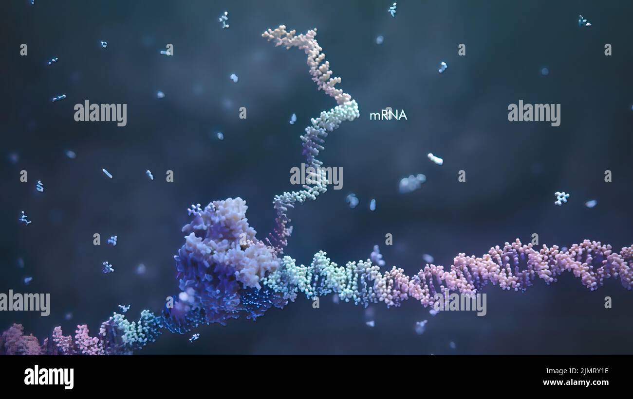 Mrna molecule ribosome hi-res stock photography and images - Alamy Mrna molecule ribosome hi-res stock photography and images - Alamy