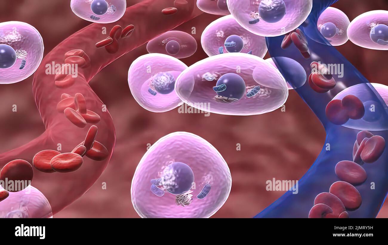 Blood smear red blood cells hi-res stock photography and images - Alamy