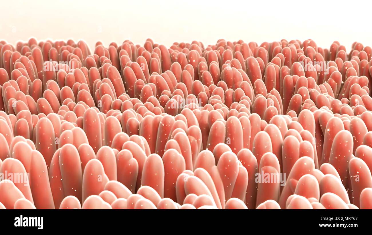Good bacteria and digestion hi-res stock photography and images - Alamy