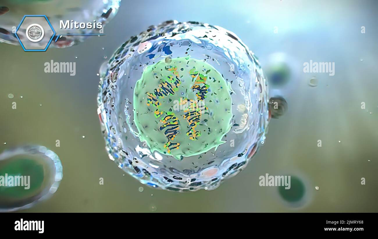 Cellular mitosis hi-res stock photography and images - Alamy