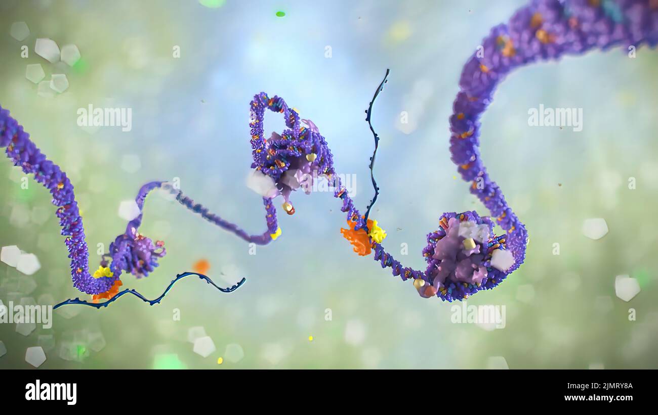 Division of the nucleus hi-res stock photography and images - Alamy