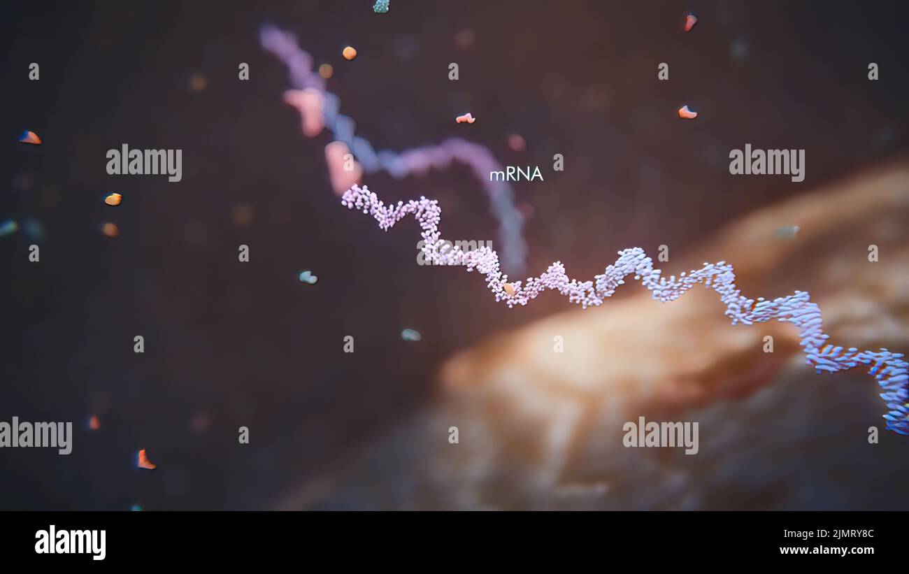 Mrna molecule hi-res stock photography and images - Alamy