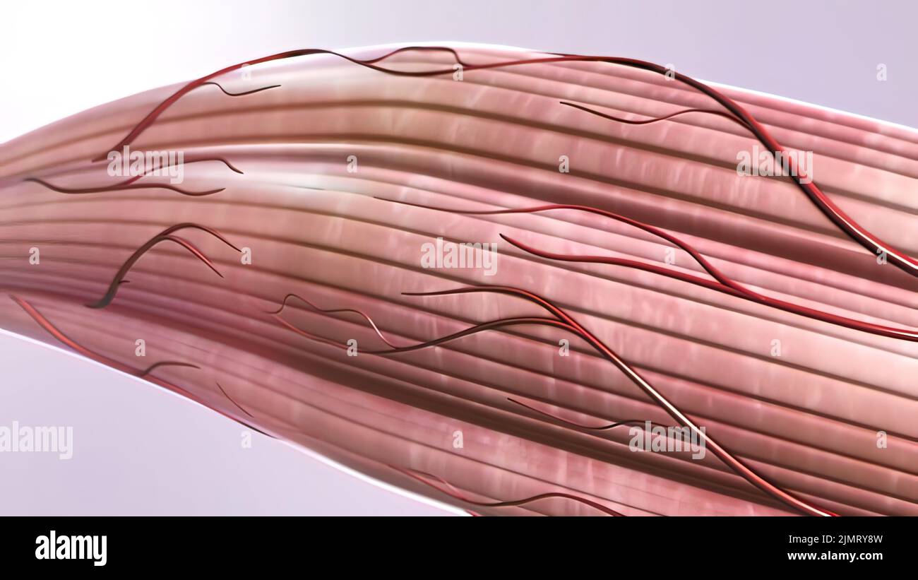 Tissue of the tendon hi-res stock photography and images - Alamy