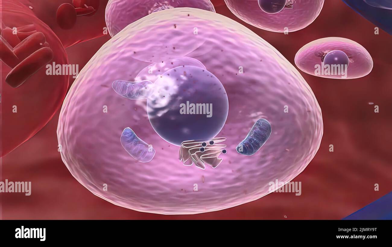 The role of macrophage in the immune system Stock Photo - Alamy
