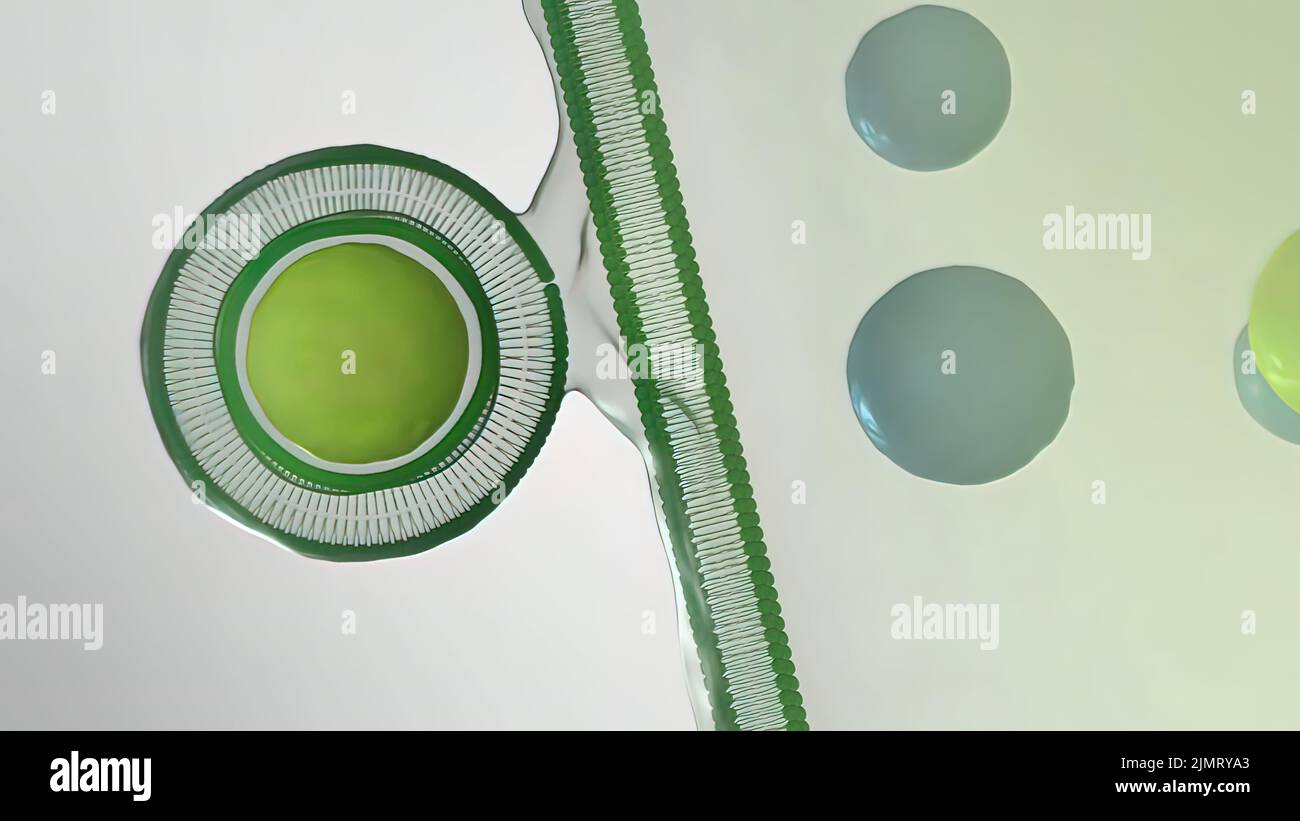 Bacteria dividing microscope hi-res stock photography and images - Alamy