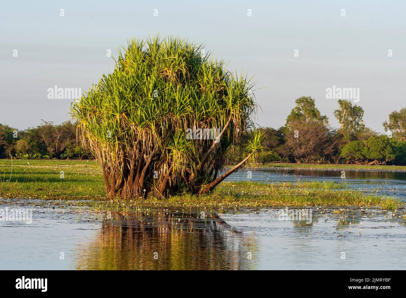 Cluster of Pandanus at dawn in Yellow Waters Billabong, Kakadu National ...