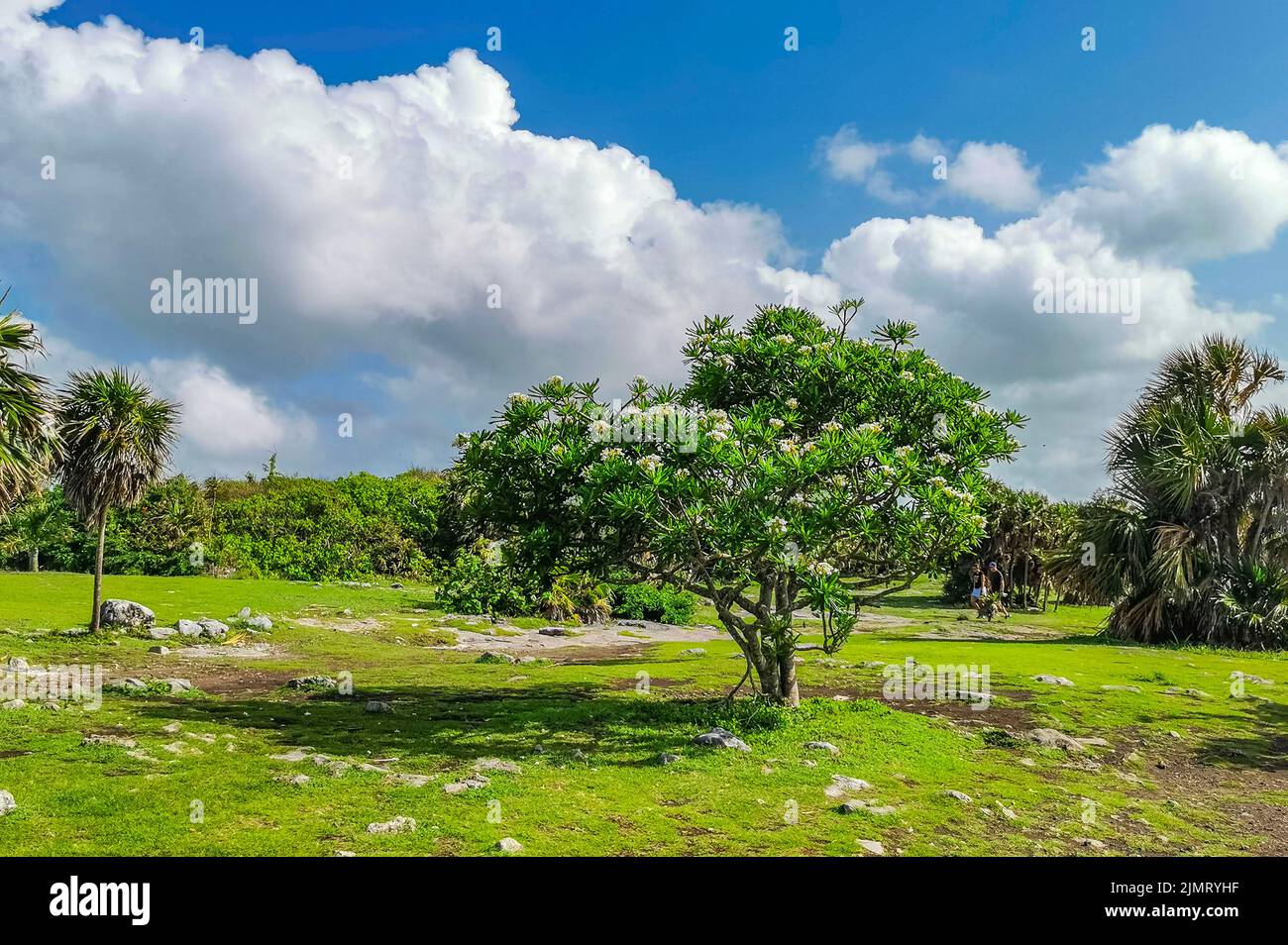 Ancient Tulum ruins Mayan site with temple ruins pyramids and artifacts ...