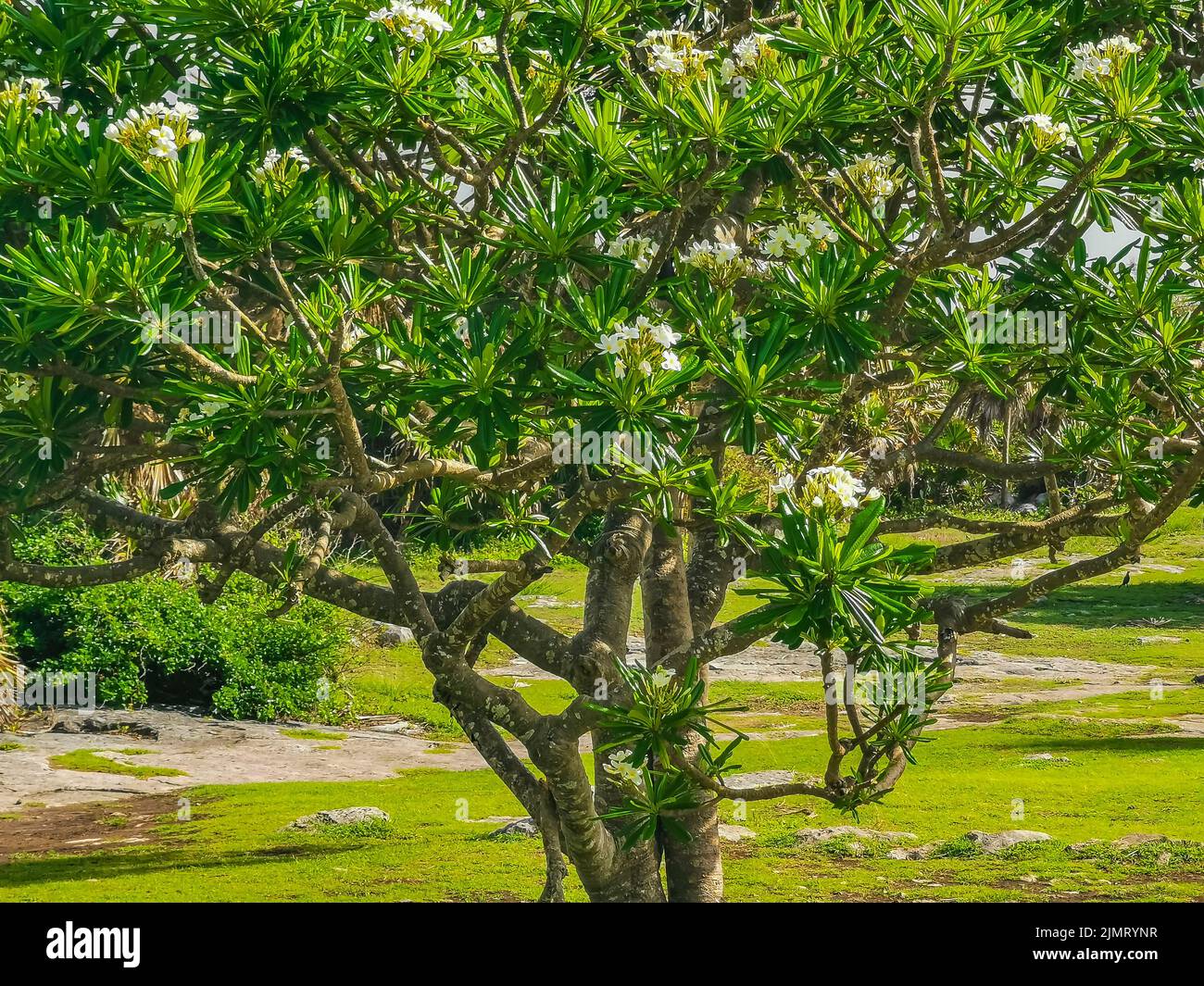 Ancient Tulum ruins Mayan site with temple ruins pyramids and artifacts ...