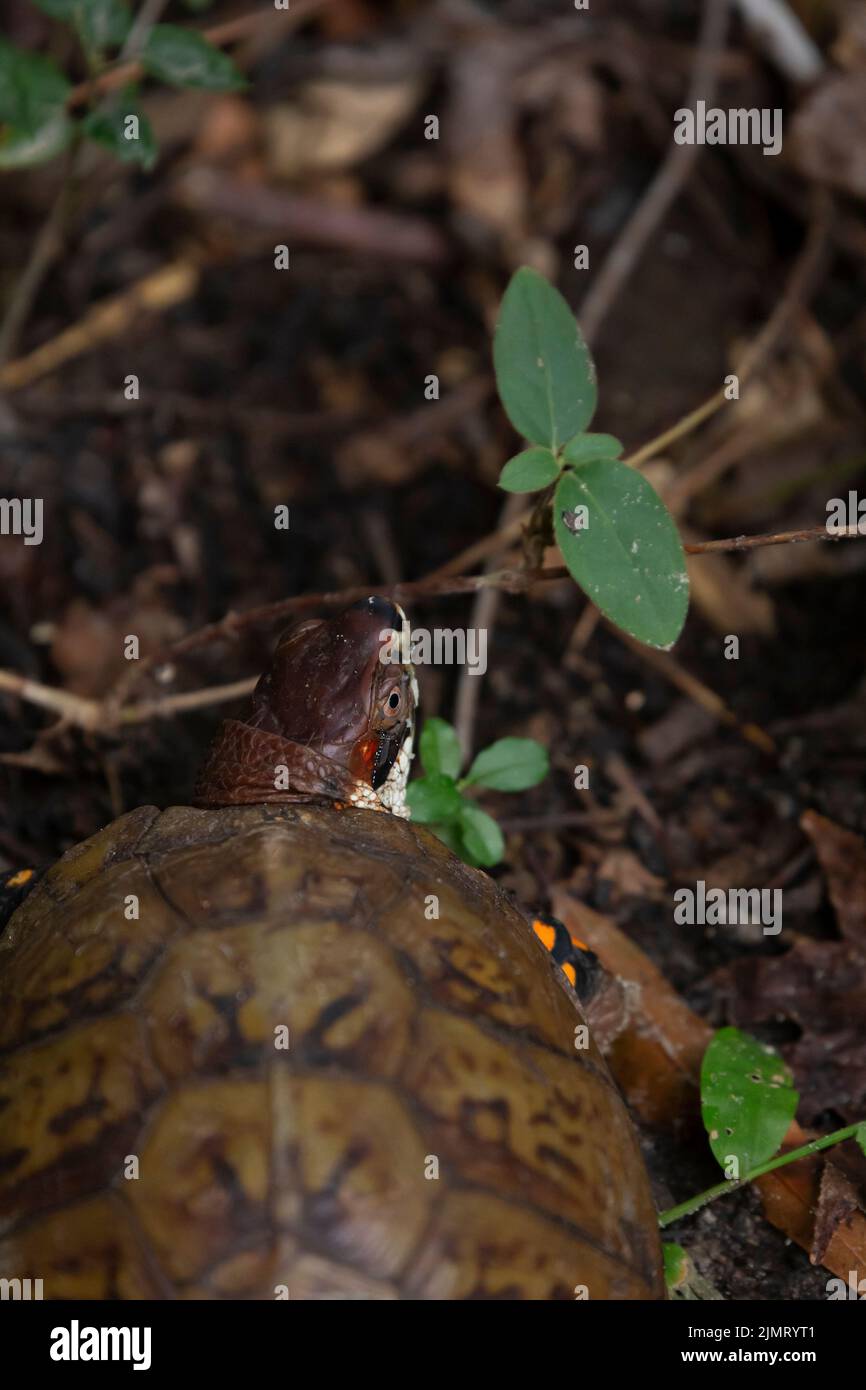 Eastern box turtle (Terrapene carolina carolina) with an Asian tiger ...