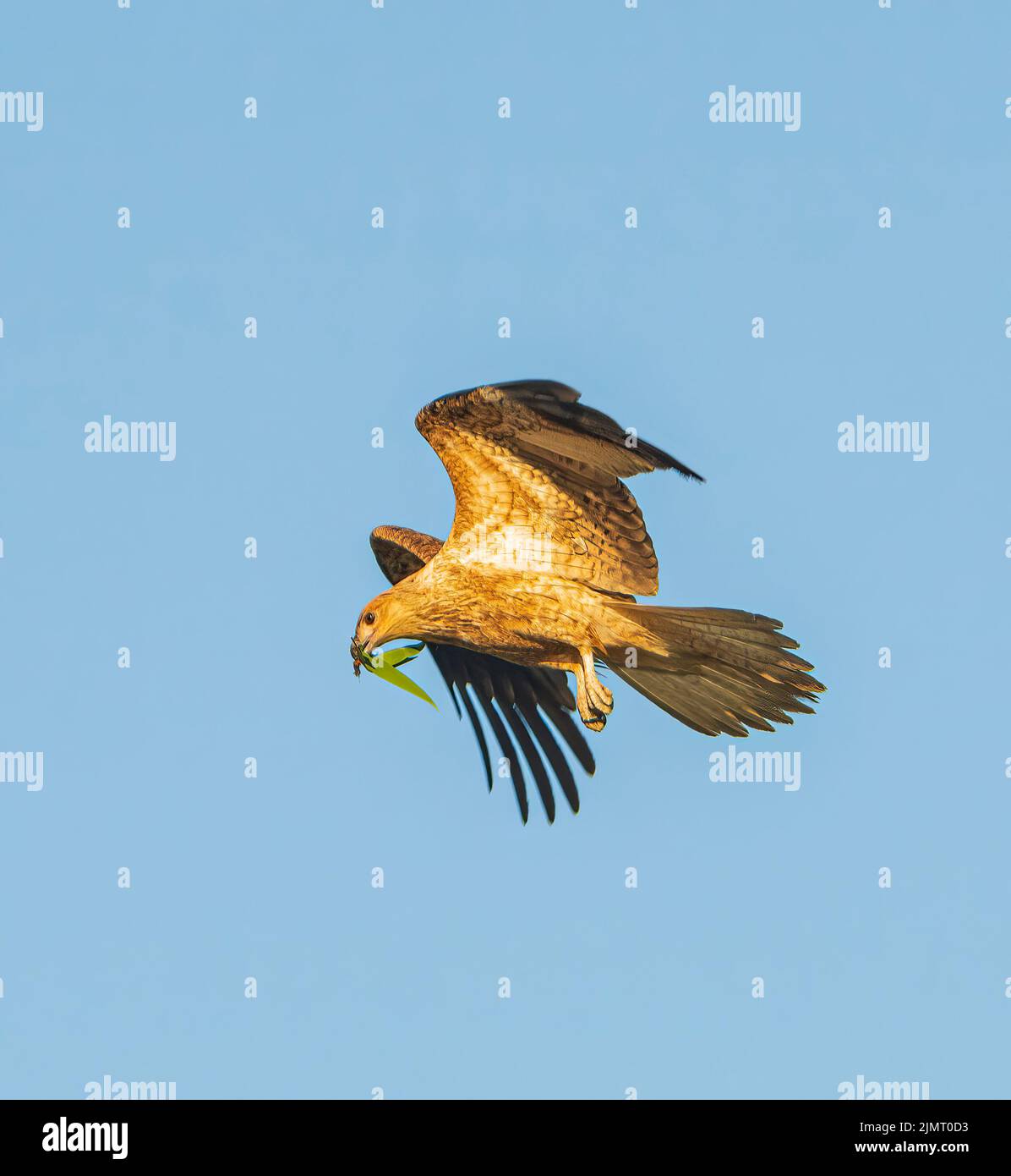 Whistling kite (Haliastur sphenurus) in flight with leaves in its beak ...