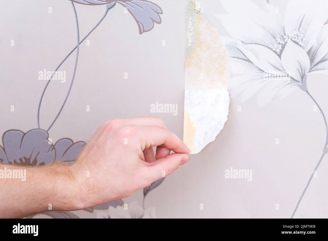 Removing old wallpaper with a spatula and a sprayer with water. A man ...