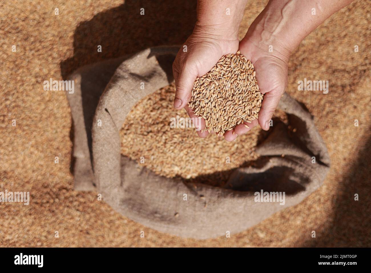 Wheat grains in a hand after good harvest of successful farmer. Hands of farmer puring and ...