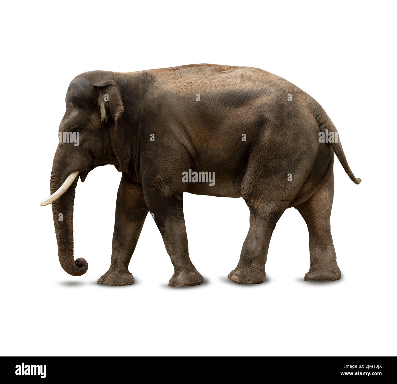 Big Indian, Asian Elephant isolated on white background Stock Photo - Alamy