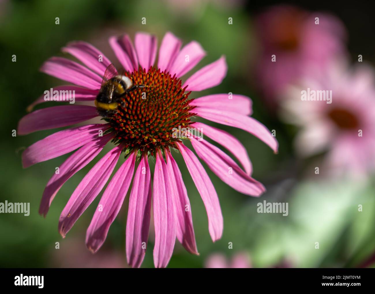 detailed closeup of an Echinacea purpurea (Purple Coneflower, Eastern ...