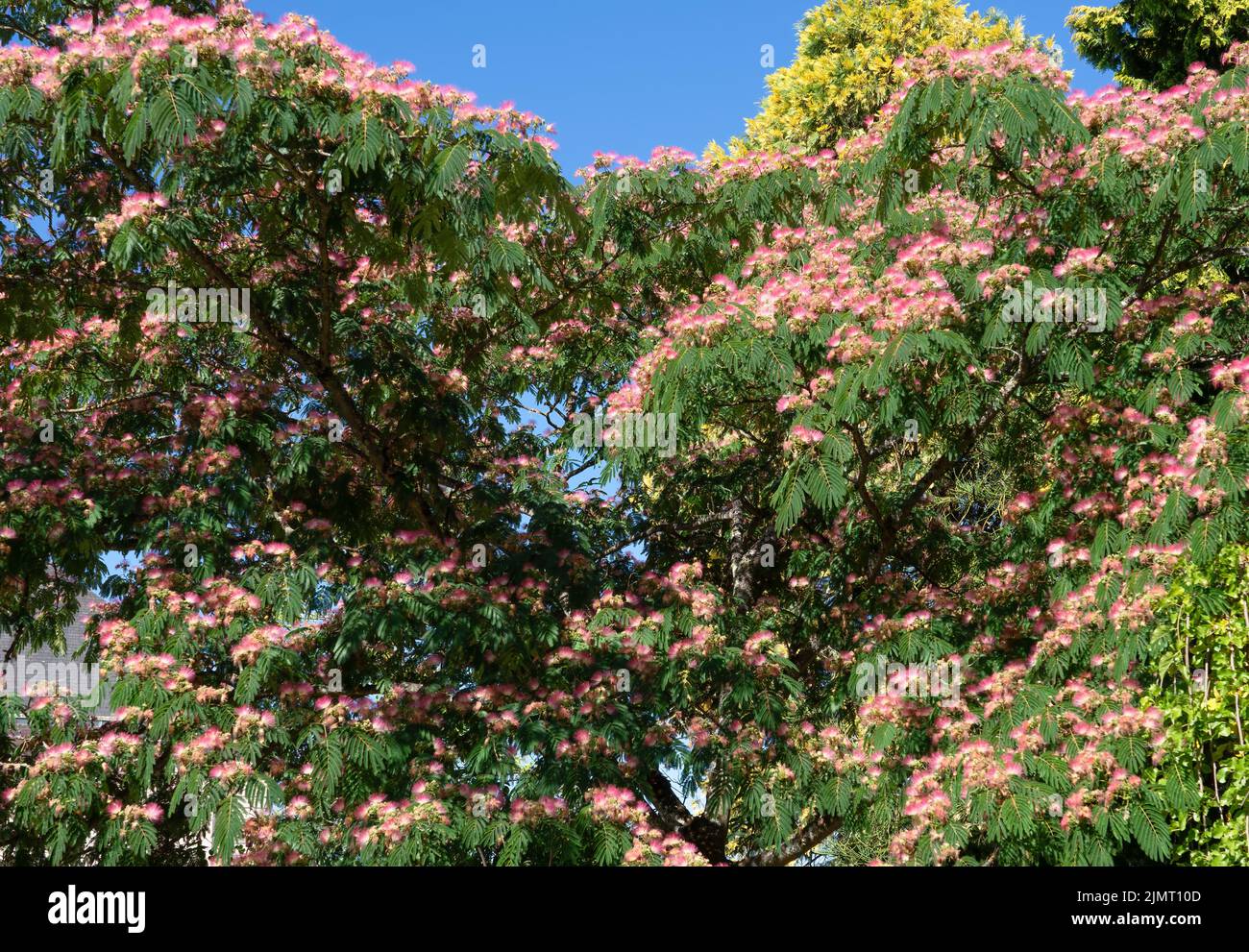 detailed closeup of an Albizia julibrissin, the Persian silk tree or ...