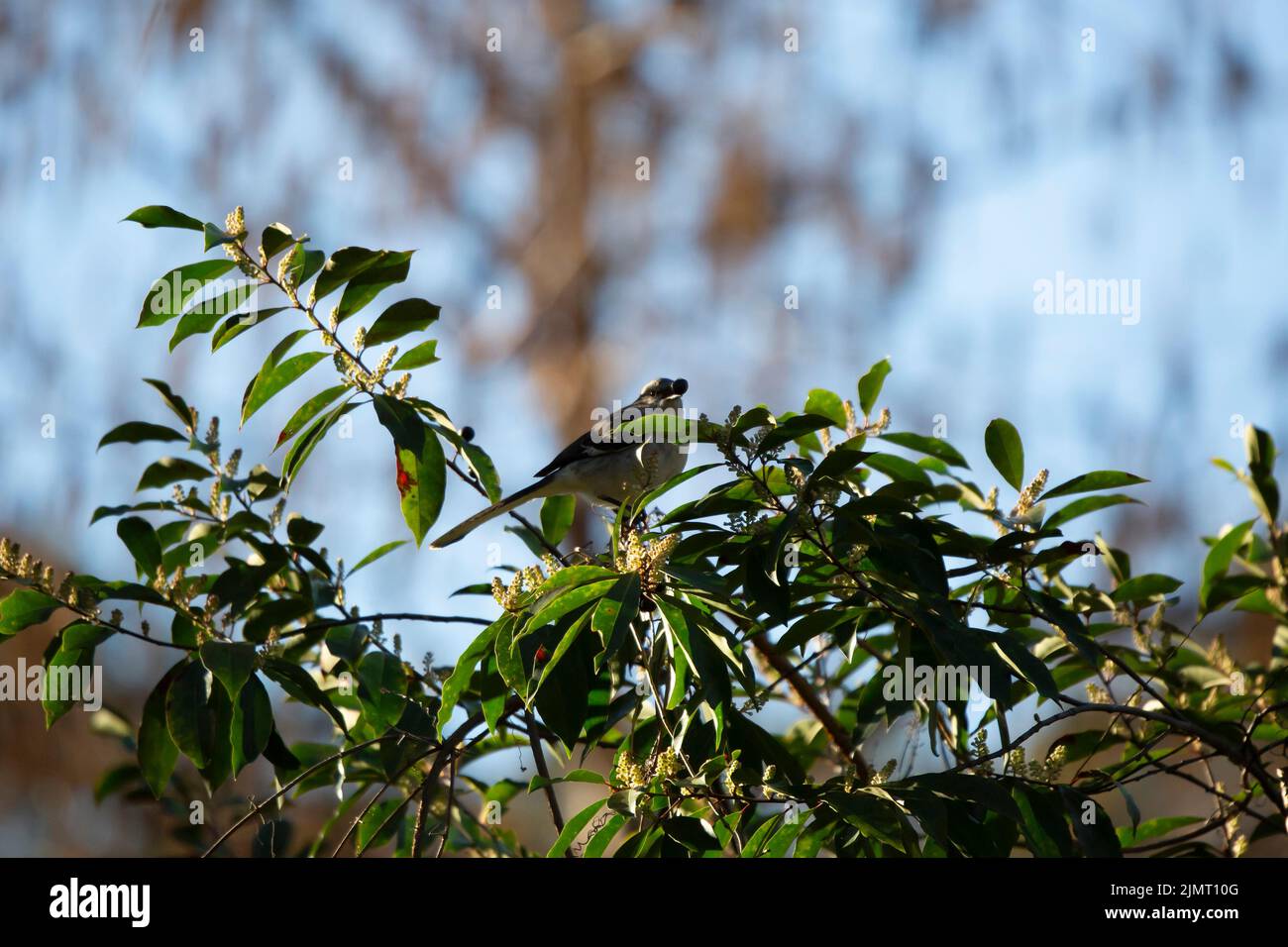 Northern mockingbird (Mimus poslyglotto) eating a berry from a bush ...